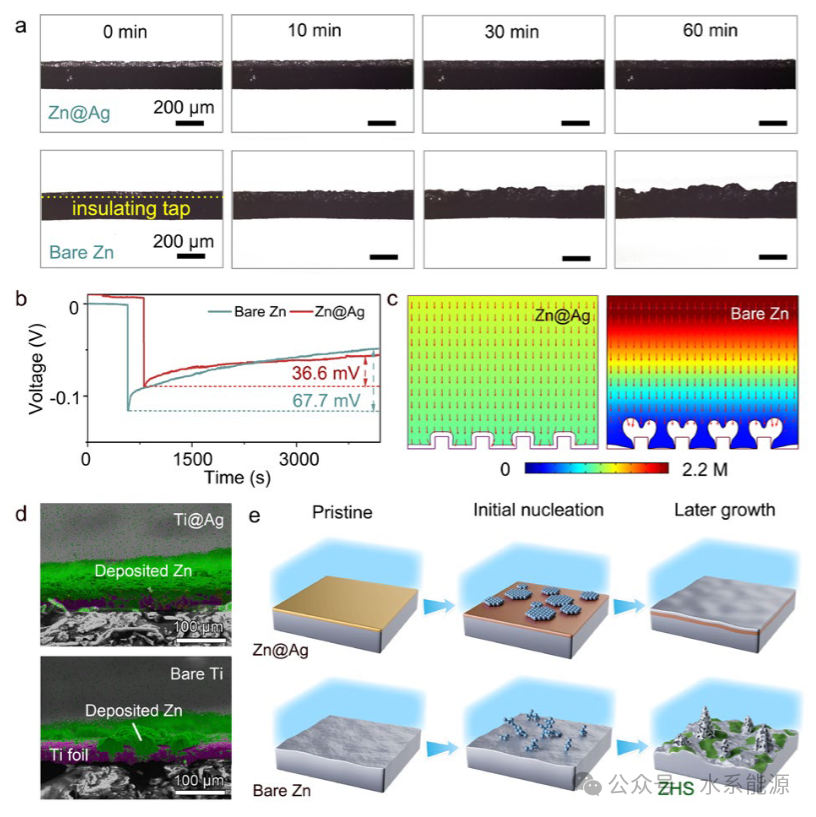 李福军教授合作研究成果Angew.：水系锌金属电池无枝晶阳极取向晶体生长的界面工程