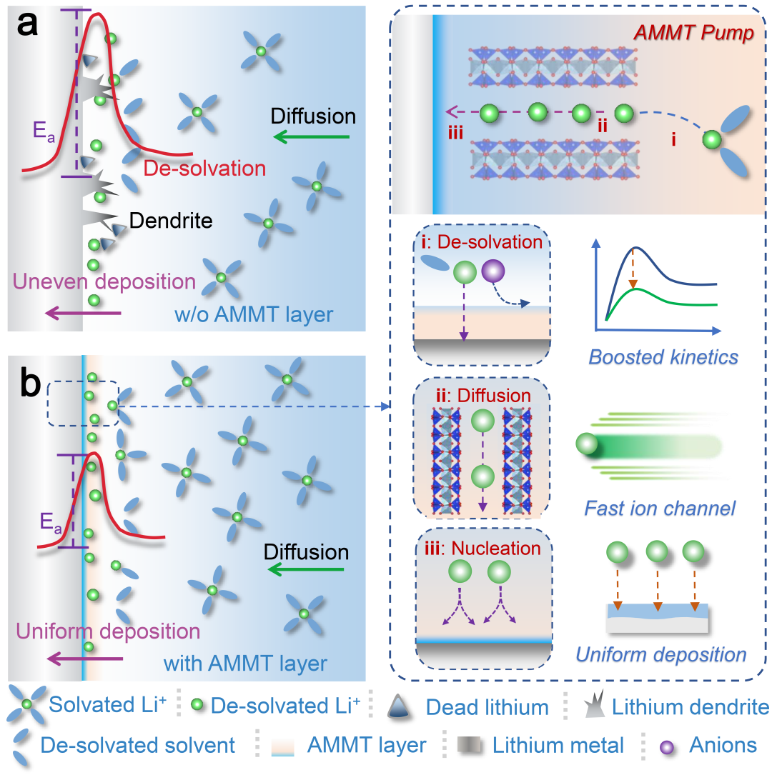 张凯研究员AEM：界面离子整流泵助力无枝晶锂金属负极